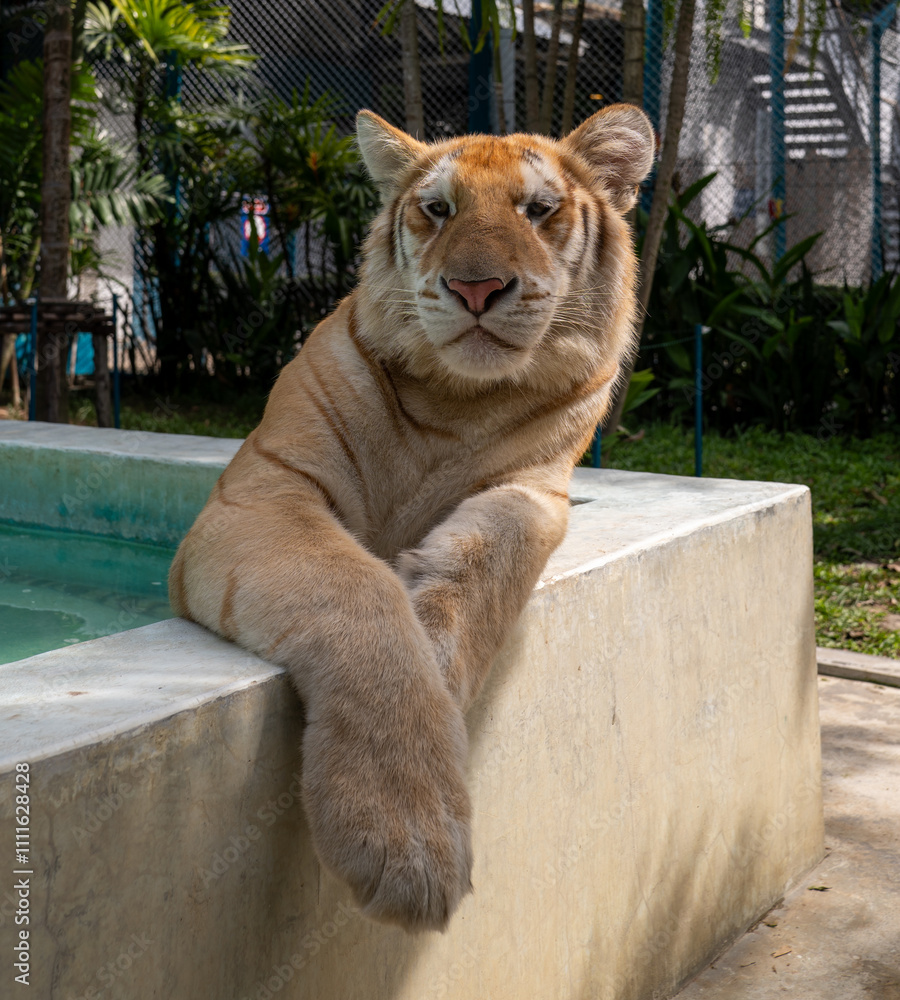 "Golden Tabby Tiger" or "Strawberry Tiger" is one with an extremely ...