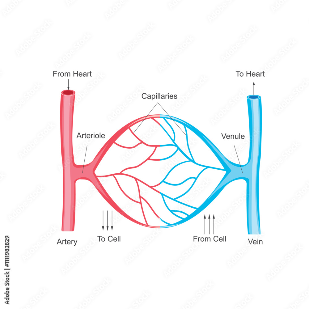 Capilary Blood Flow In Circulatory System Blood Vessels Types Arteries Capilary Blood Flow In Circulatory System Blood Vessels Types Arteries