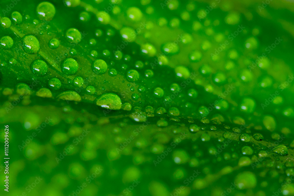 natural green leaves and water drop using background cover page ...