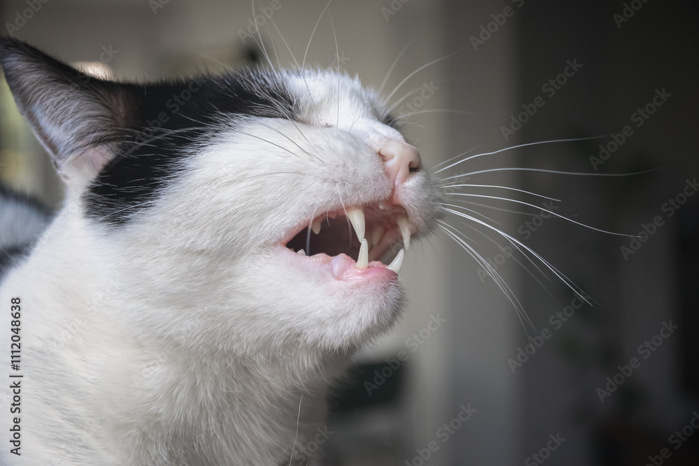 A black and white cat grimacing with its mouth open の Stock フォト | Adobe ...