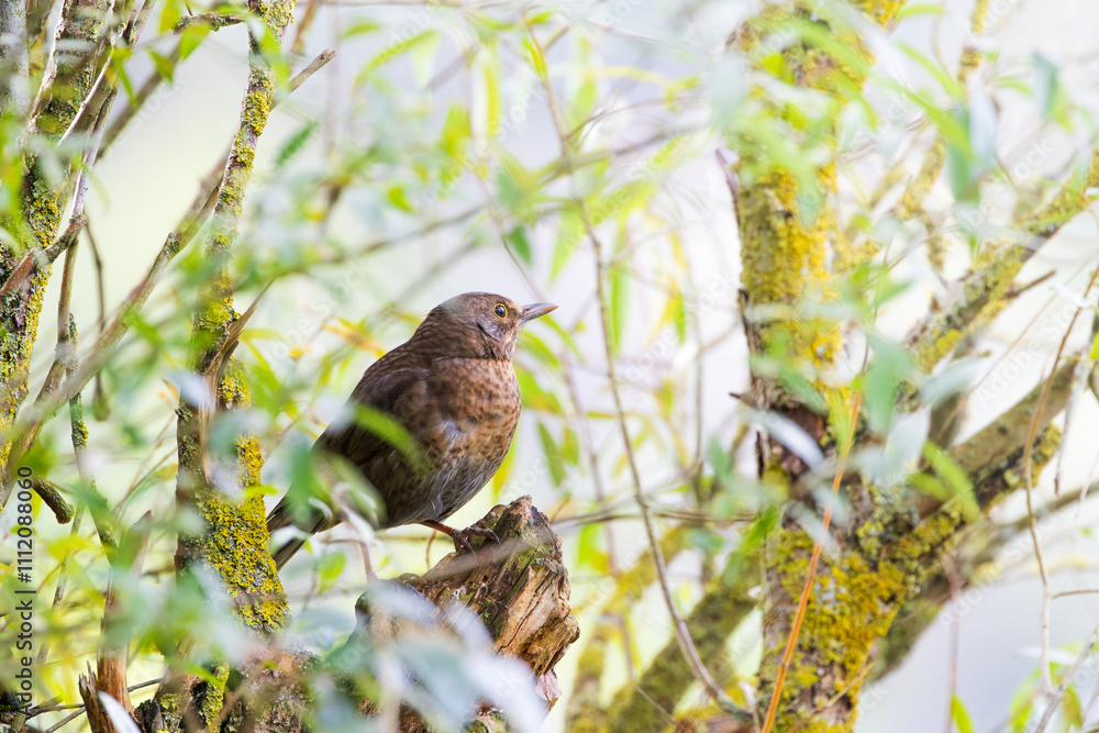 Mirlo común hembra posada en las ramas de un árbol rodeado de hojas ...