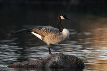 Canada Goose Standing On Rock Free Stock Photo - Public Domain Pictures