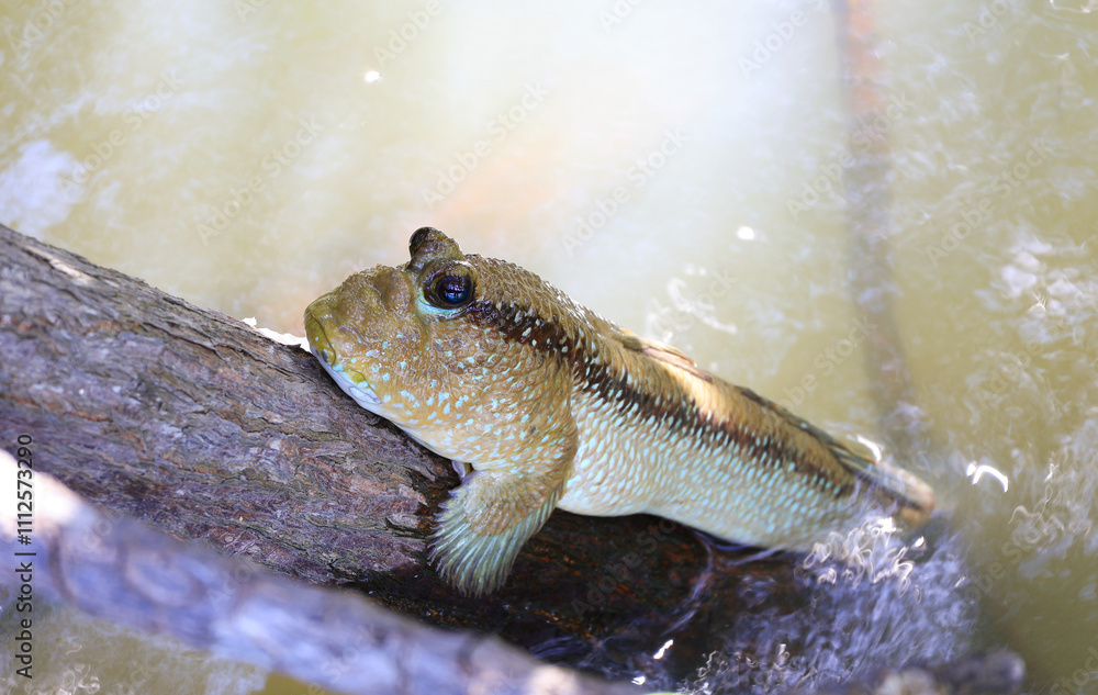 Closeup of Mudskipper Enjoy Sunbathing on the Mangrove Tree Root Stock ...