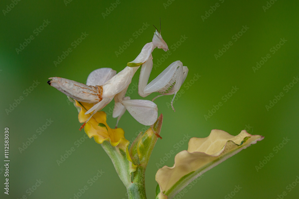 Hymenopus coronatus is a mantis from the tropical forests of Southeast ...