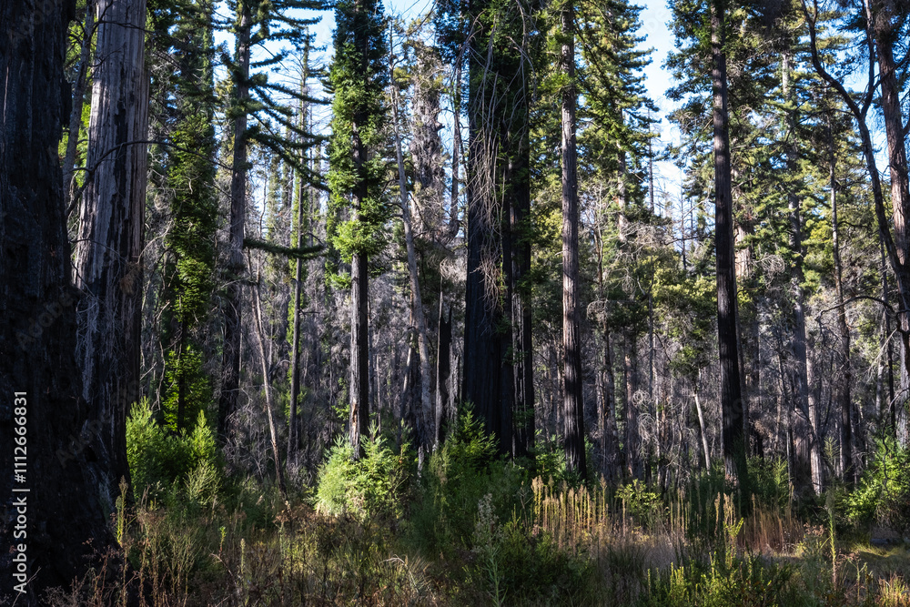 Fire damaged fir trees in Big Basin Redwoods State Park in California ...
