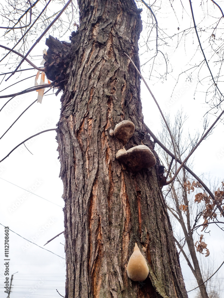 tree trunk textured bark fungal growths bare branches nature education ...
