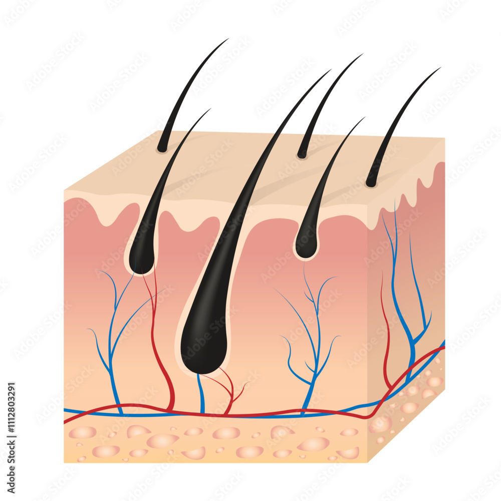 Layers of skin with hair follicles. Cellular structure of human skin ...