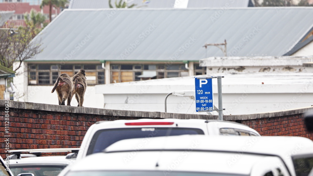 Baboons family walking through Simon town run across busy road with ...