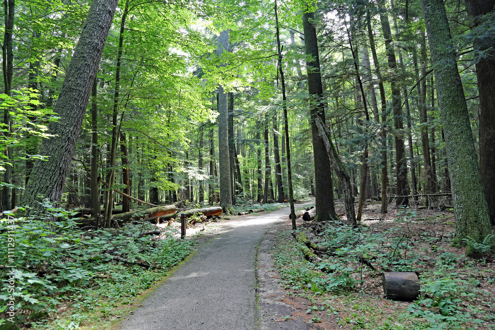 Hartwick State Park in Michigan has an old growth forest, and preserved ...