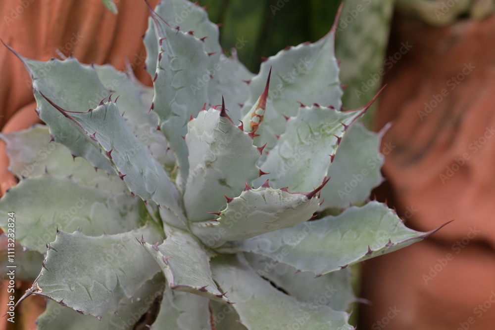 Close-up of an agave plant with silvery-green leaves and sharp, reddish ...