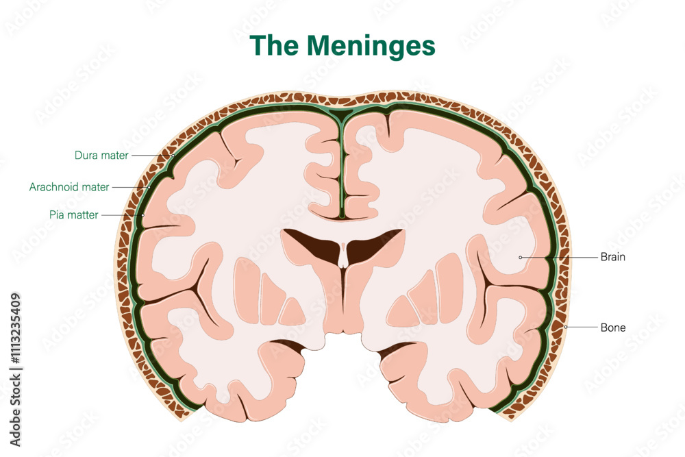 Vector de Stock The Meninges vector. Dura mater, Arachnoid mater and ...