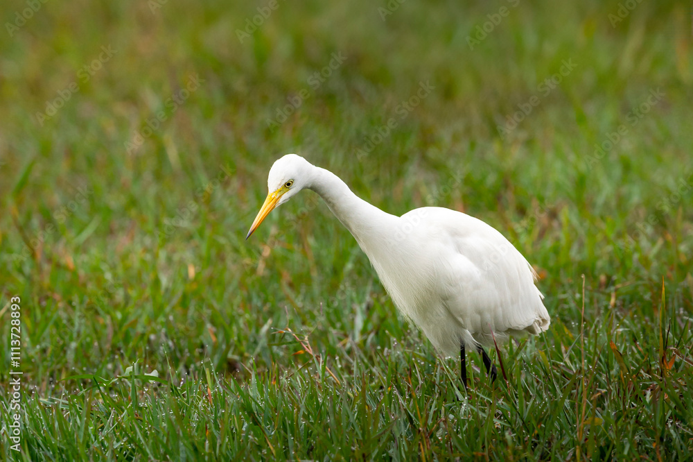great egret or ardea alba closeup at keoladeo national park forest bird ...