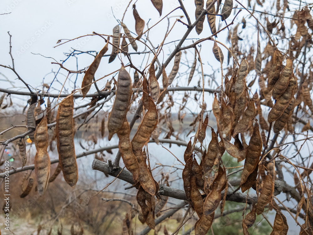 carob tree. A tree with dangling seedpods. Catalpa. Sword like tall ...