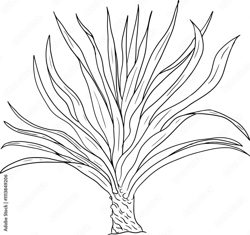 Line Pandan fruit, Sargassum. Hand drawn black and white tropical plant ...