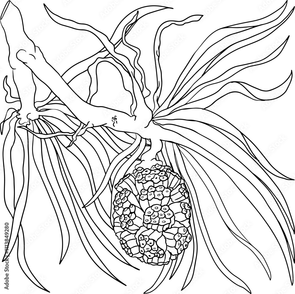 Line Pandan fruit, Sargassum. Hand drawn black and white tropical plant ...
