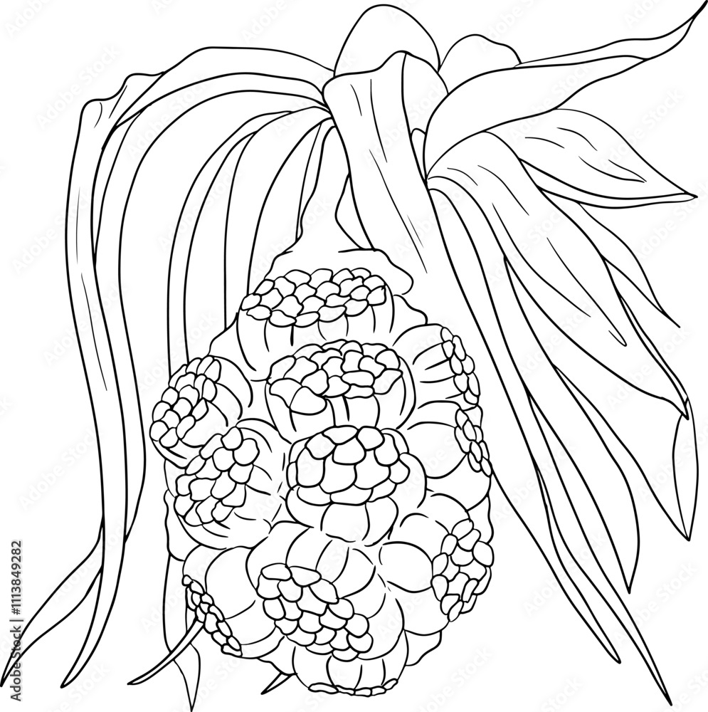 Line Pandan fruit, Sargassum. Hand drawn black and white tropical plant ...