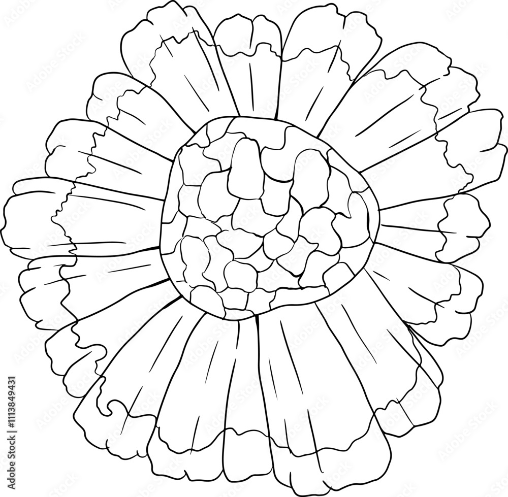 Line Pandan fruit, Sargassum. Hand drawn black and white tropical plant ...