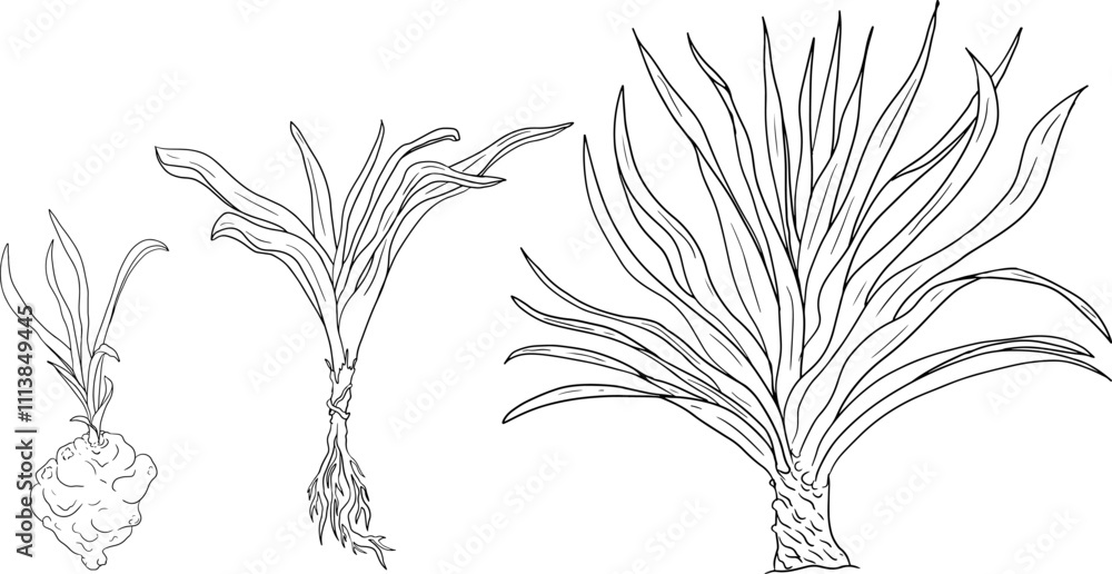 Line Pandan fruit, Sargassum. Hand drawn black and white tropical plant ...