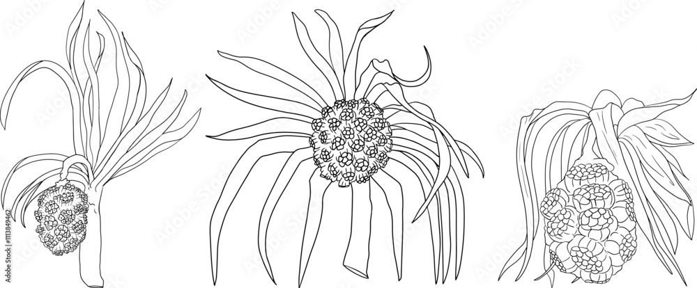 Line Pandan fruit, Sargassum. Hand drawn black and white tropical plant ...