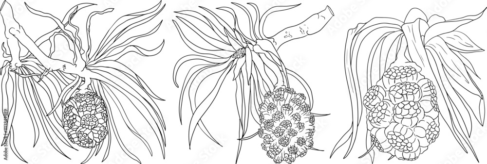 Line Pandan fruit, Sargassum. Hand drawn black and white tropical plant ...