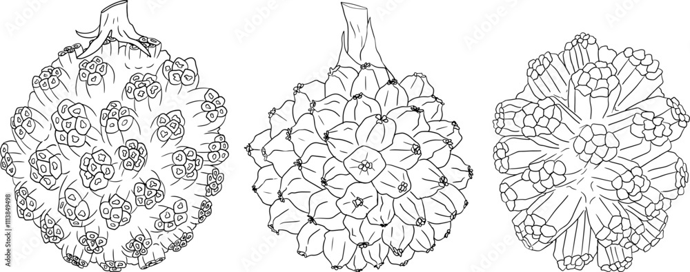 Line Pandan fruit, Sargassum. Hand drawn black and white tropical plant ...