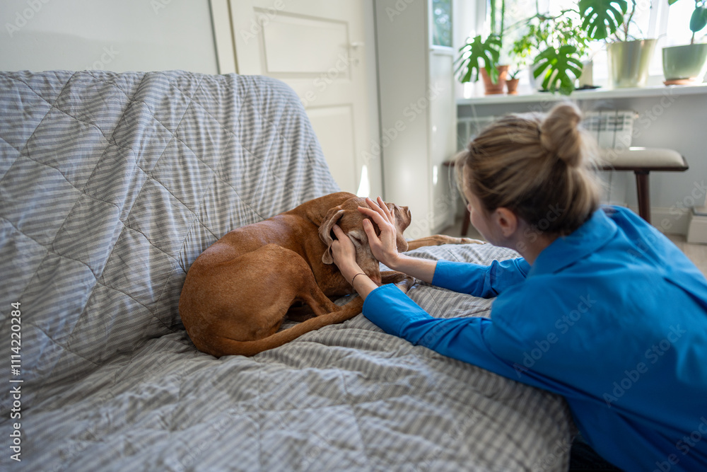 Woman lovingly scratching ears and petting of calm Vizsla dog sprawled ...