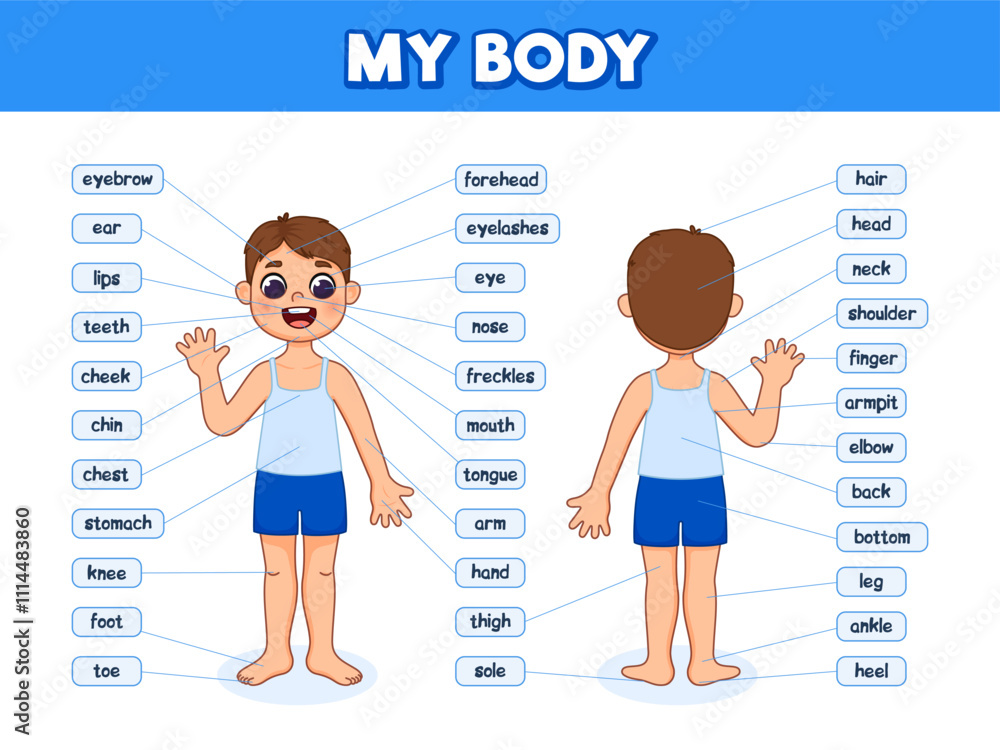 Human body parts for kids. Illustrated diagram of the anatomy of a boy ...