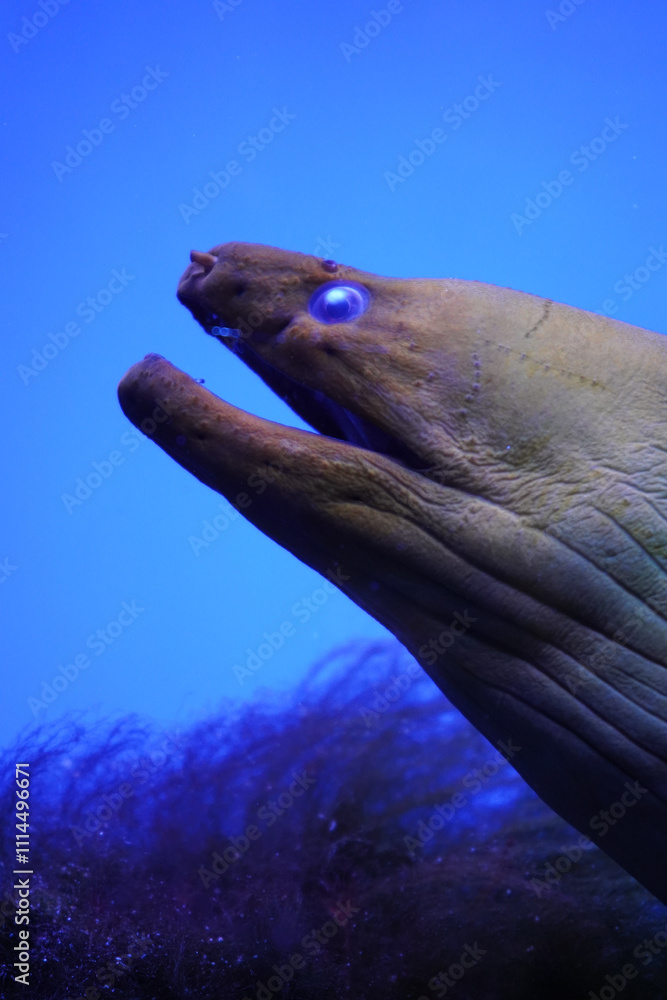 The large head of the ocean fish is eel, in blue water, which is ...