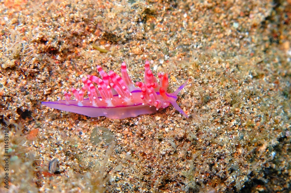 Underwater purple slug - flabellina on the sandy bottom. Colorful ...
