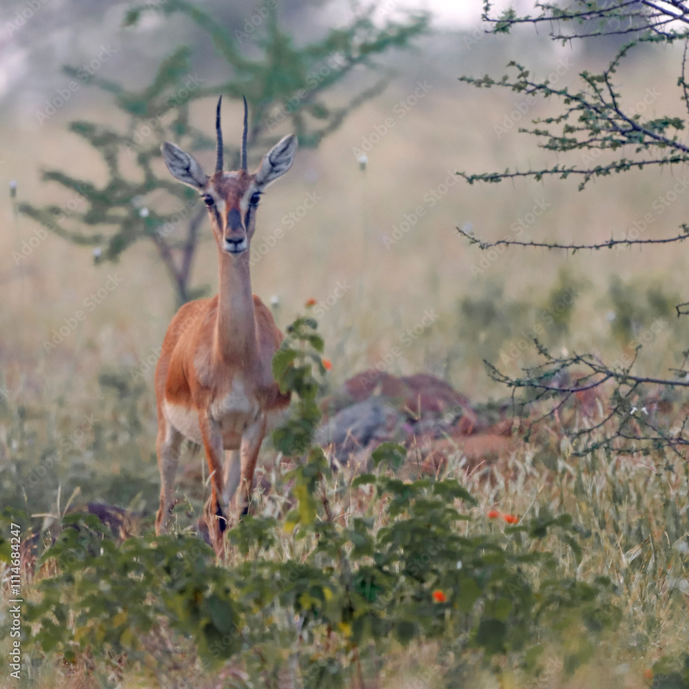 This image captures a Chinkara, also known as the Indian Gazelle, in ...