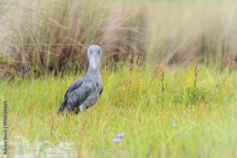 The shoebill stork (Balaeniceps rex) stands poised in a rain-soaked ...
