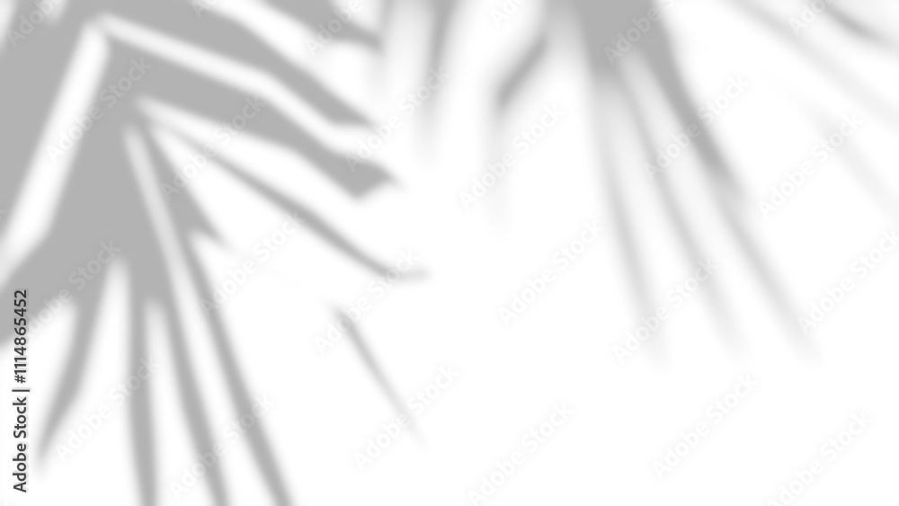 Gobo shadows of Palm tree leaves on a transparent background, 4k UHD 16 ...