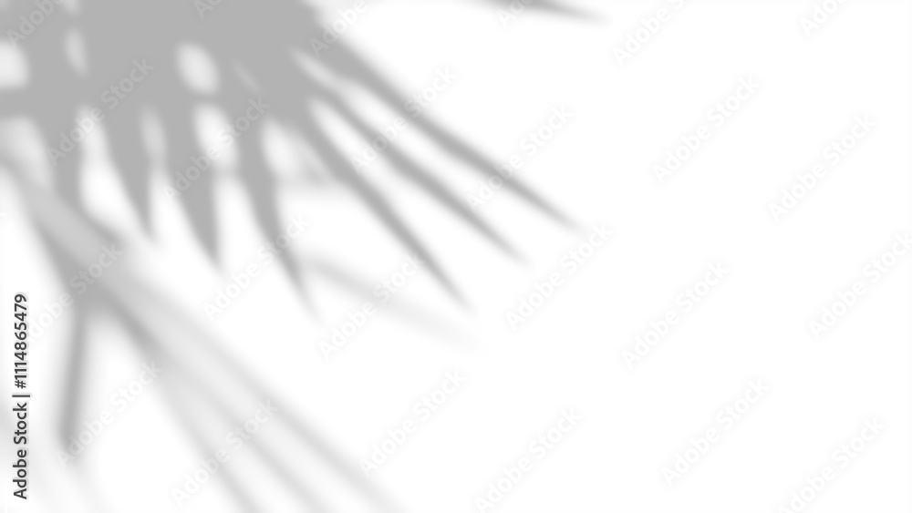 Gobo shadows of Palm tree leaves on a transparent background, 4k UHD 16 ...
