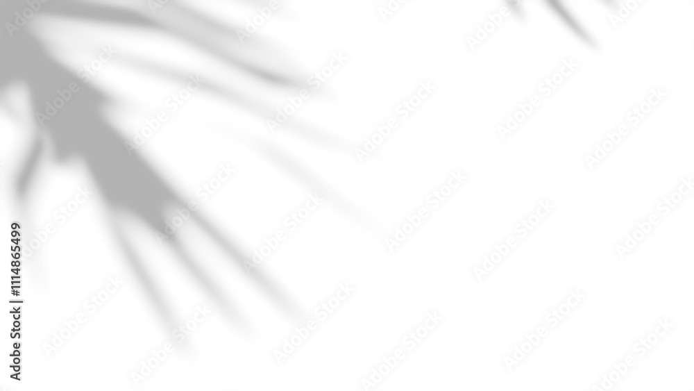 Gobo shadows of Palm tree leaves on a transparent background, 4k UHD 16 ...