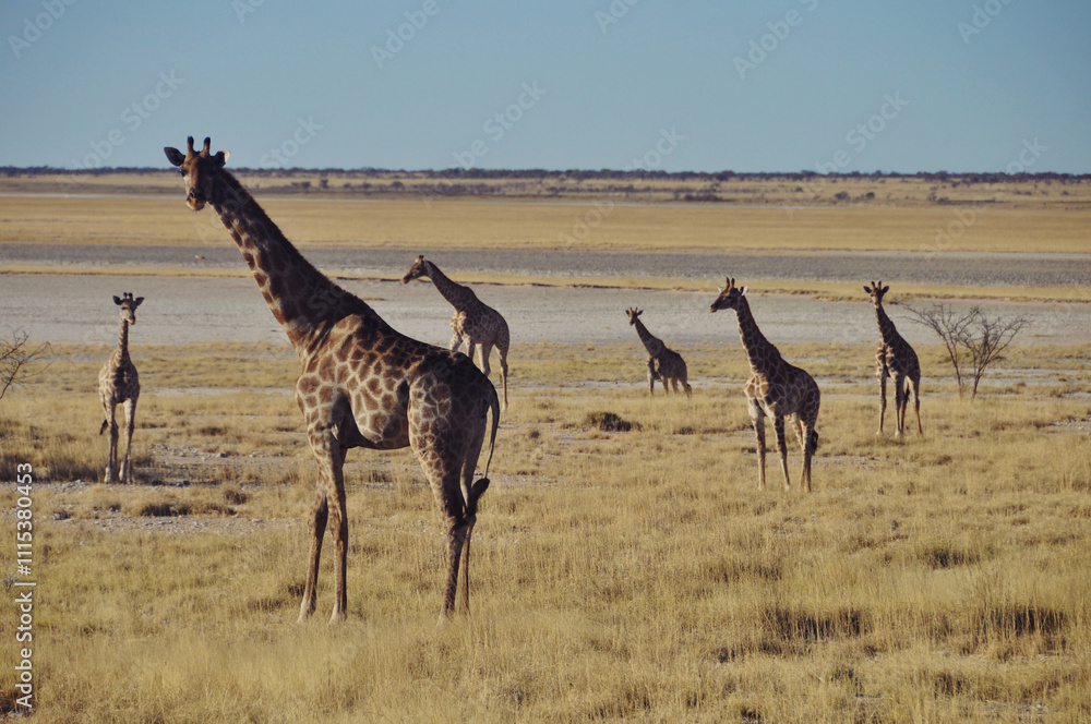 Giraffes on the African savanna Stock Photo | Adobe Stock