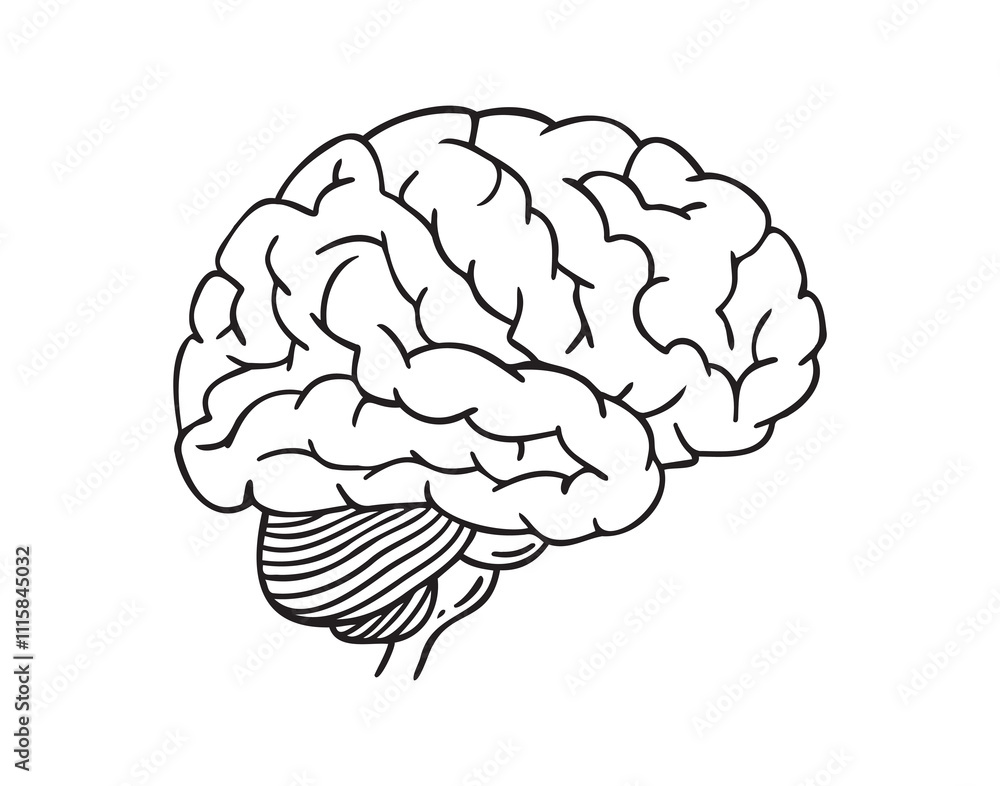 human brain doodle hand drawn icon. Outline drawing anatomy human brain ...