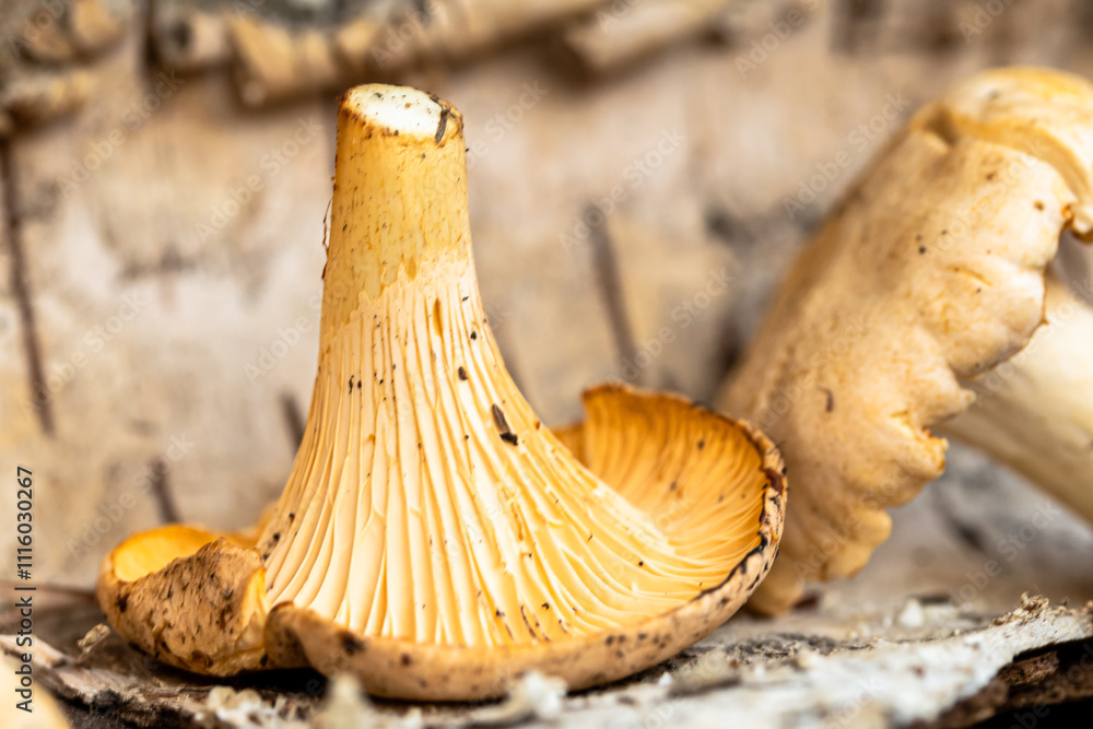 light brown mushrooms with a textured surface, Fresh forest chanterelle ...