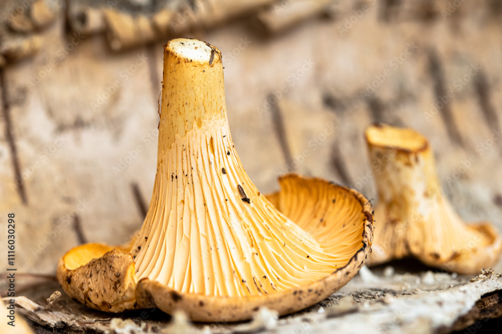 mushrooms with a textured surface, Fresh forest chanterelle mushroom ...