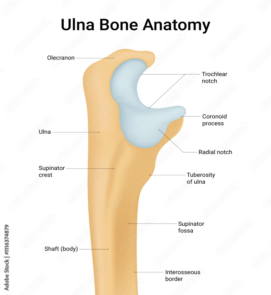 Structure of Ulna Bone Anatomy Stock Vector | Adobe Stock