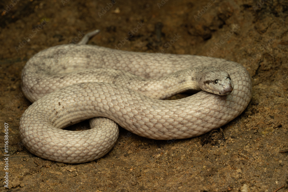 Dog-faced water snake ( Cerberus schneiderii ) Black-eyed leucistic ...