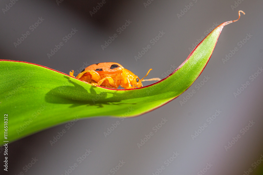 Coelophora inaequalis, the variable ladybird, common Australian lady ...