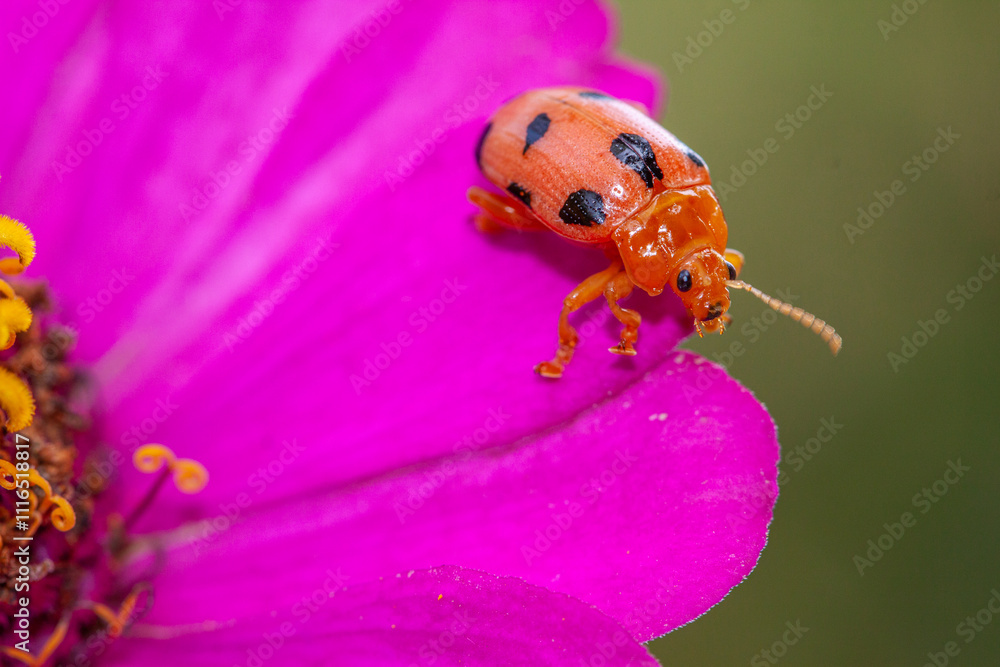 Coelophora inaequalis, the variable ladybird, common Australian lady ...