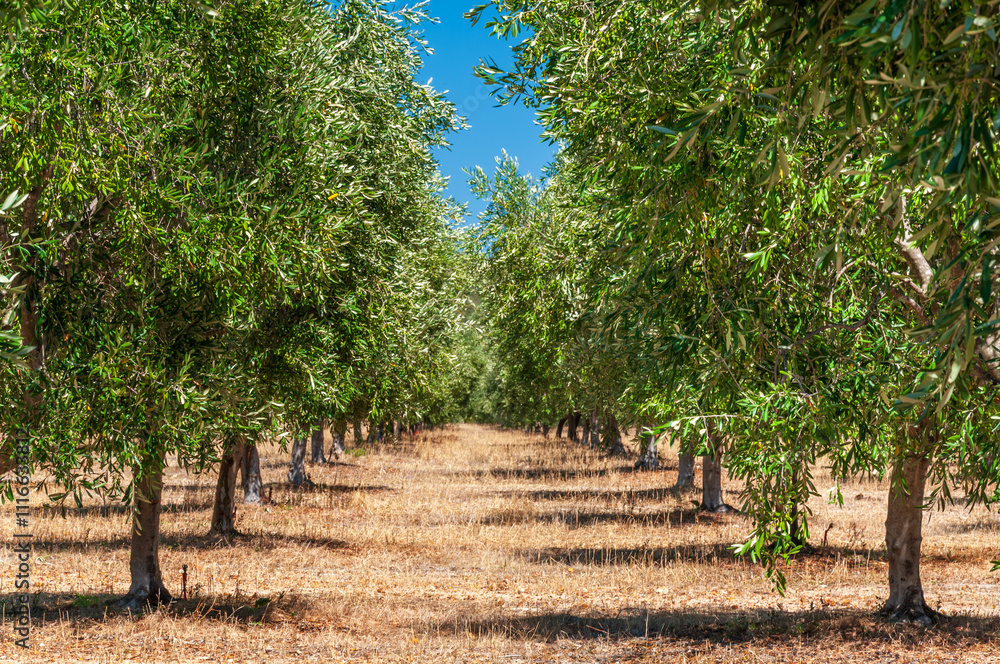 An olive grove with evenly spaced trees in rows, showcasing their dense ...