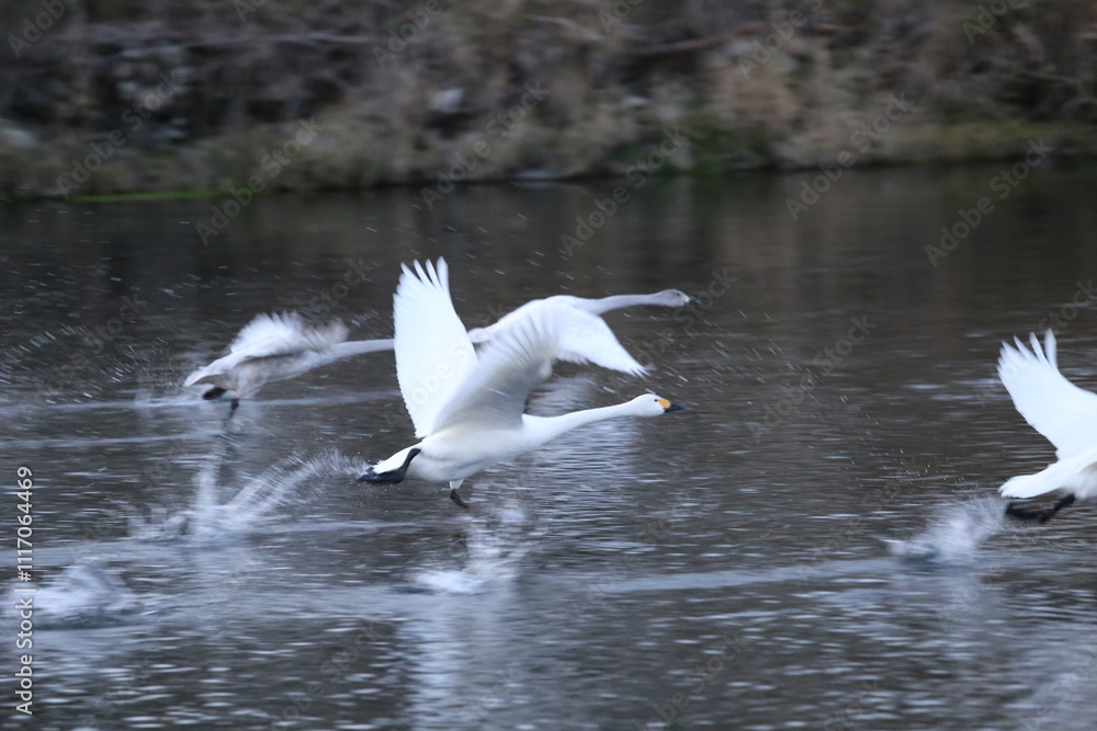 Historical filming in its heyday, which was the last swan migration to ...