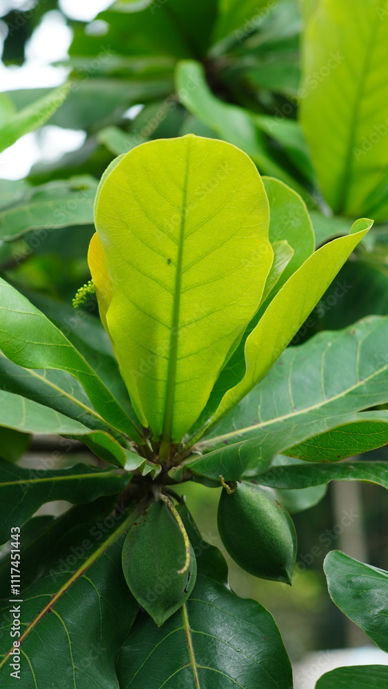 Green leaf background and fruit of Terminalia catappa species Stock ...