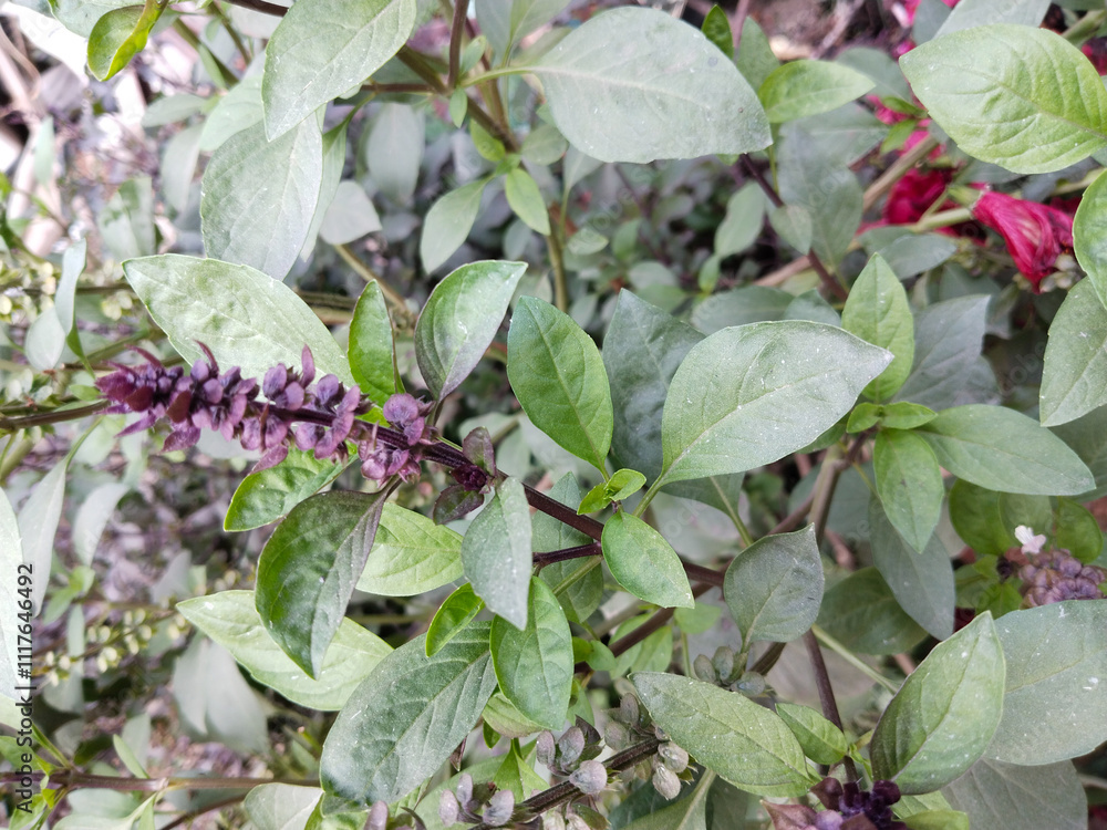Foto de Stock dry Holy Basil (Ocimum sanctum). Indian basil, spice and ...