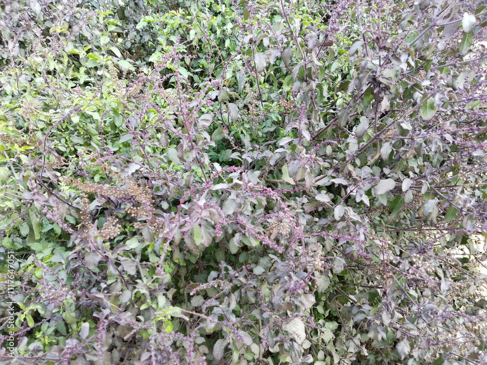 Foto de Stock dry Holy Basil (Ocimum sanctum). Indian basil, spice and ...