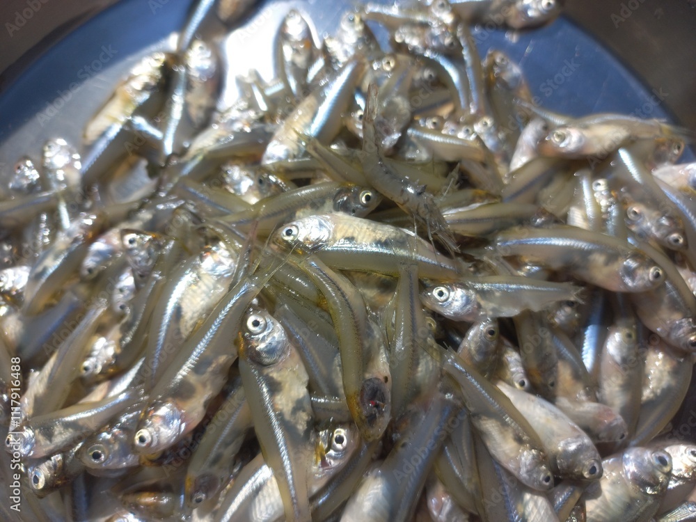 Haldi namak ka mishran kiya hua choti machli,fresh pond small fish of ...