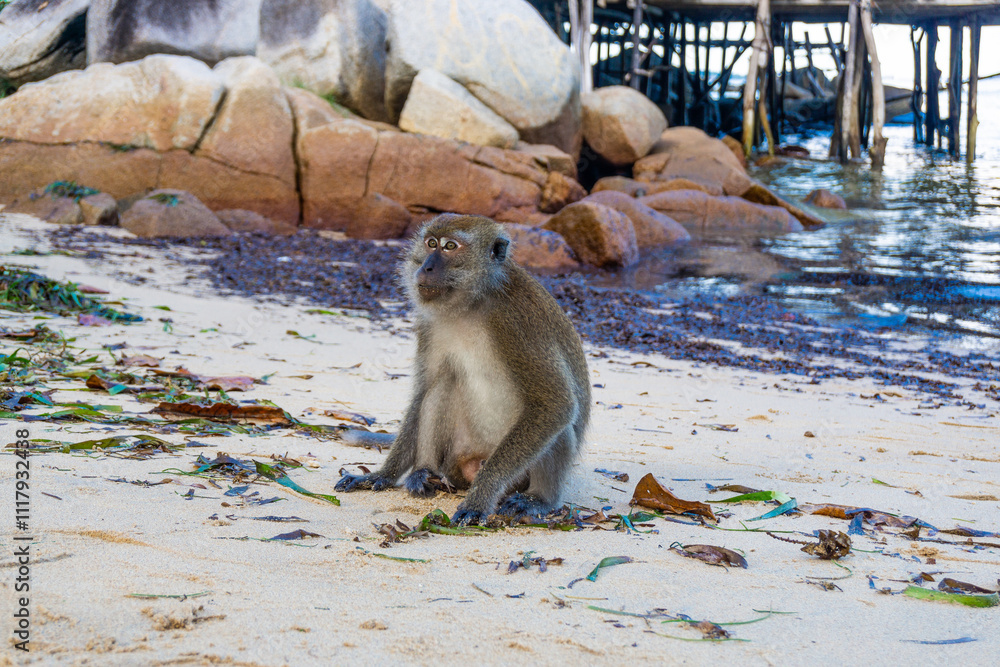 Monkeys on the beach in bintan islands, beach monkeys in bintan area ...