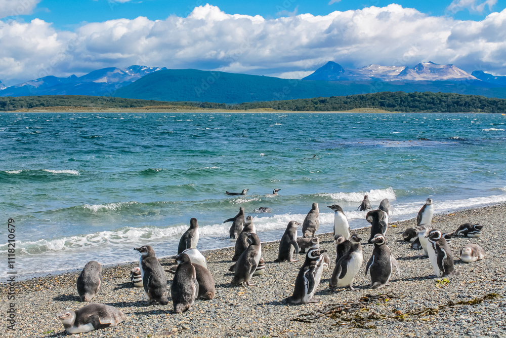 Penguins colony with nests on isla Martillo island in Argentina, near ...